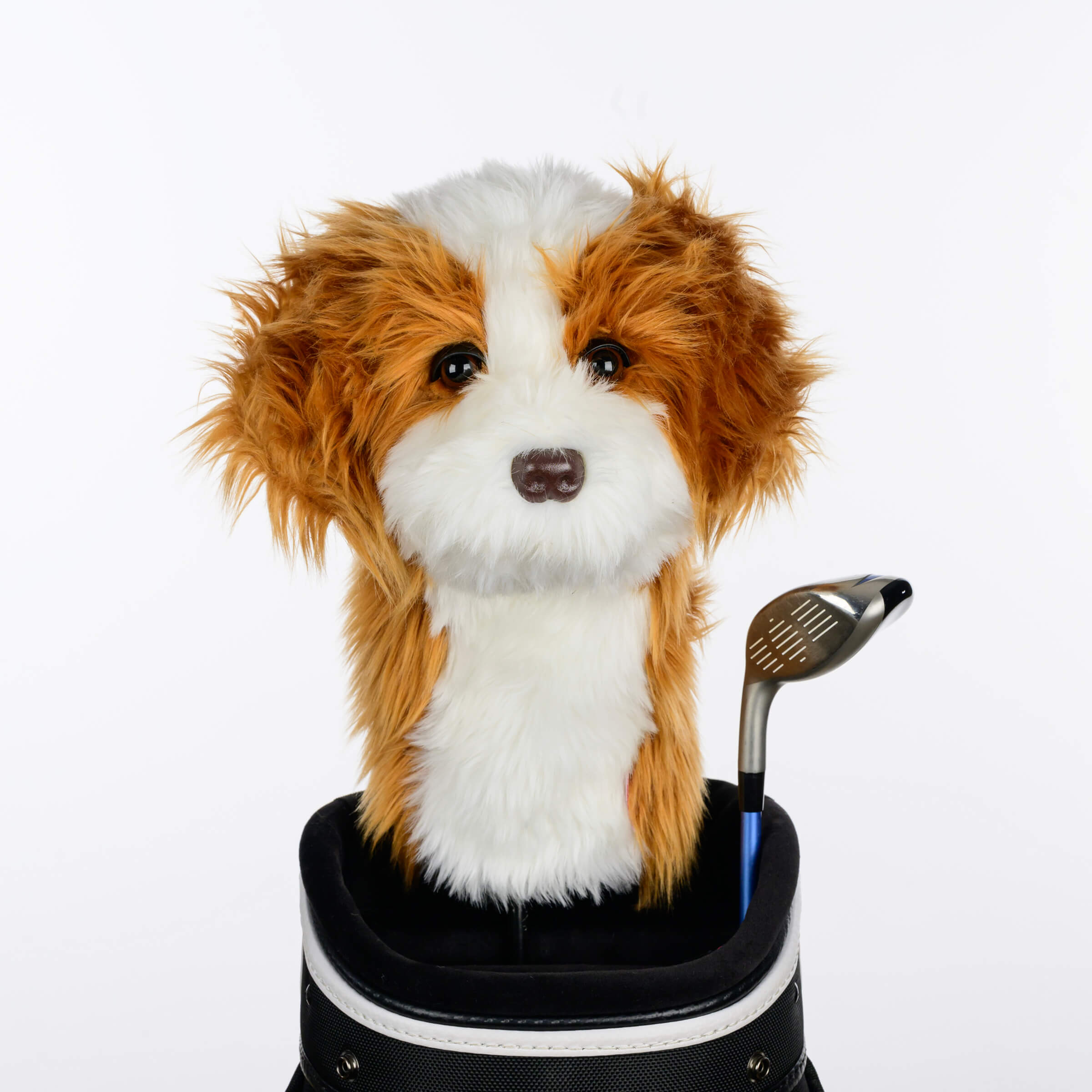 Cavapoo – Daphne's Headcovers